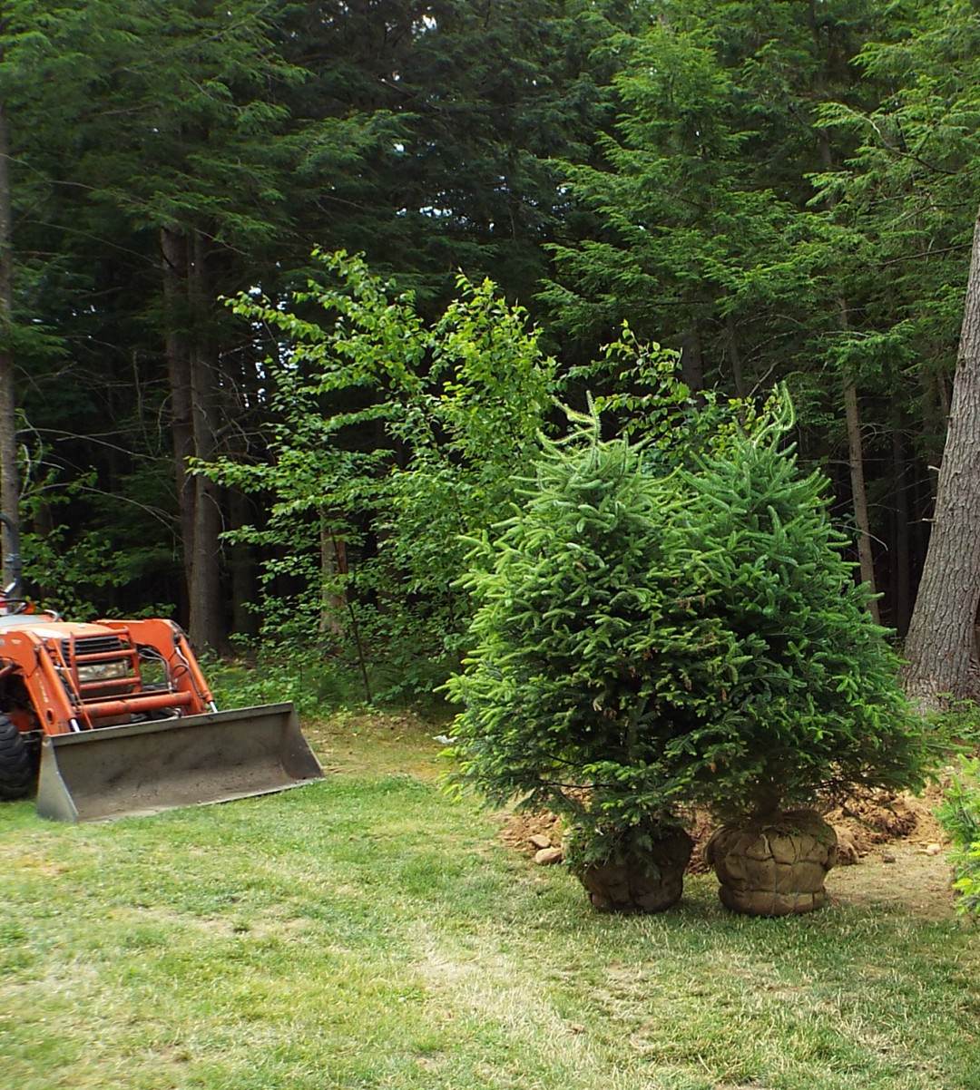 Increase Property Value with Trees