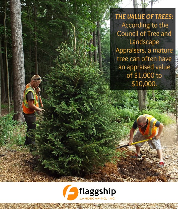 Increase Property Value with Trees